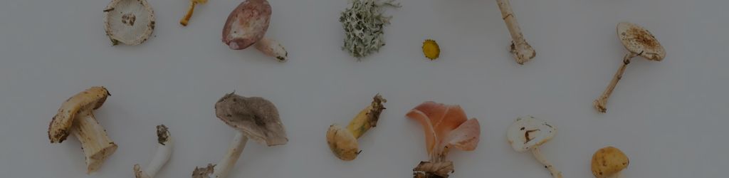 Foraging Tools – Survival Gear BSO